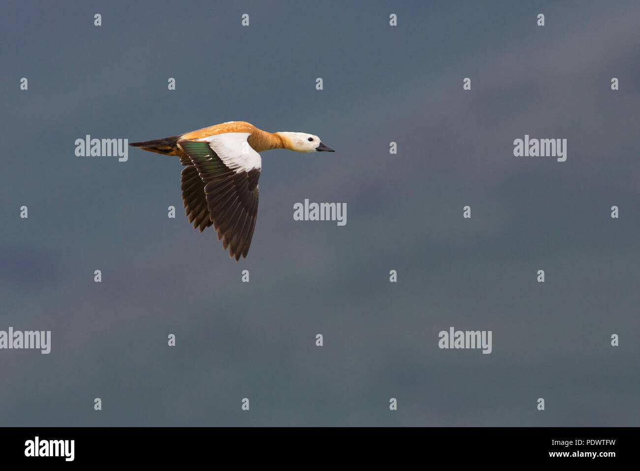 Flying shelduck hi-res stock photography and images - Alamy