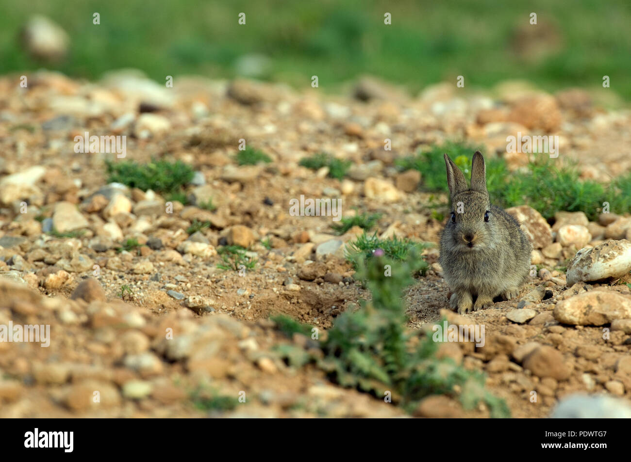 European rabbit - young - Oryctolagus cuninculus Lapin de garenne ...
