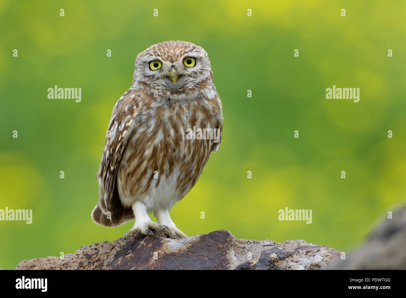 Athene noctua ssp indigena hi-res stock photography and images - Alamy
