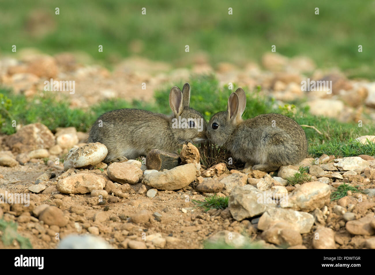 Lapereaux hi-res stock photography and images - Alamy
