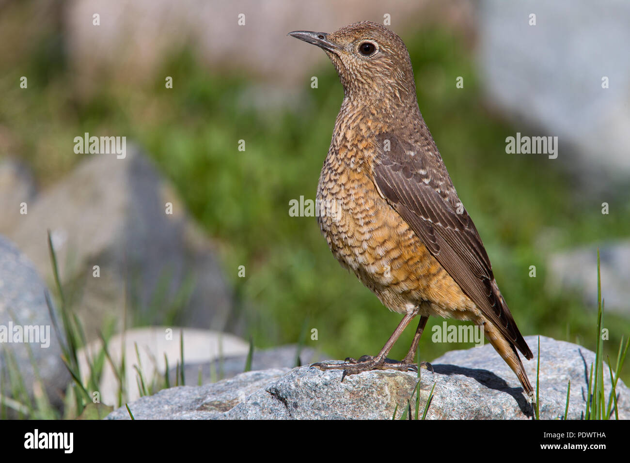 Female Rock Thrush in breeding habitat Stock Photo - Alamy