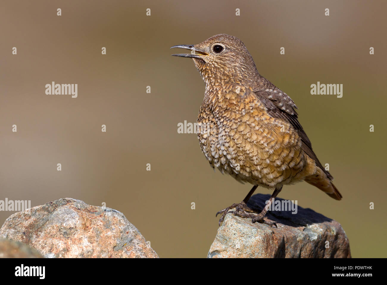 Female Rock Thrush in breeding habitat Stock Photo - Alamy