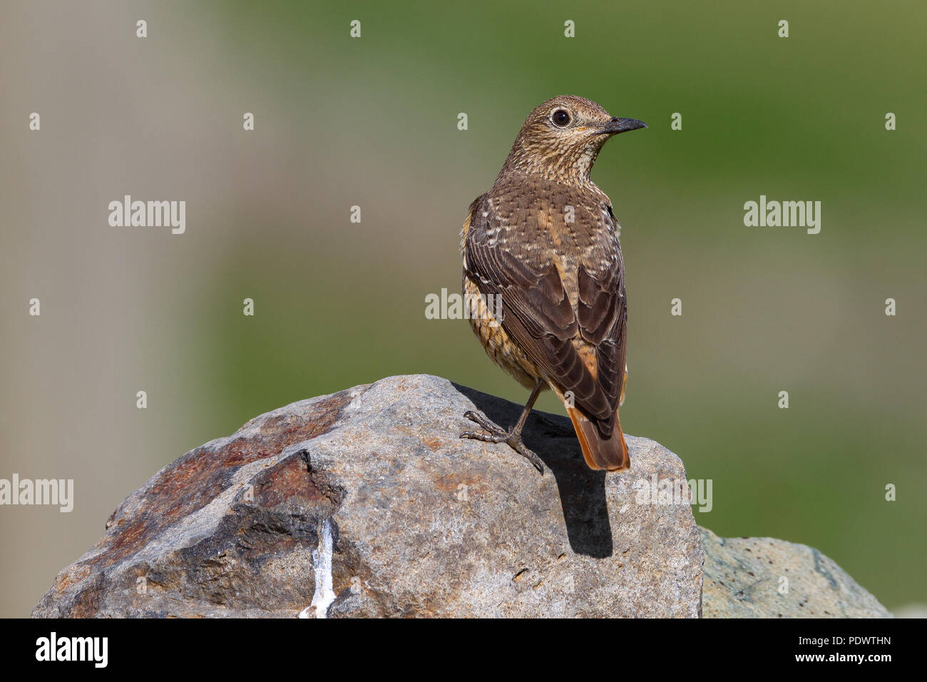 Female Rock Thrush in breeding habitat Stock Photo - Alamy