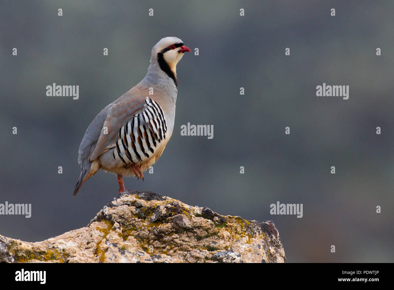 Chukar in breeding habitat Stock Photo - Alamy