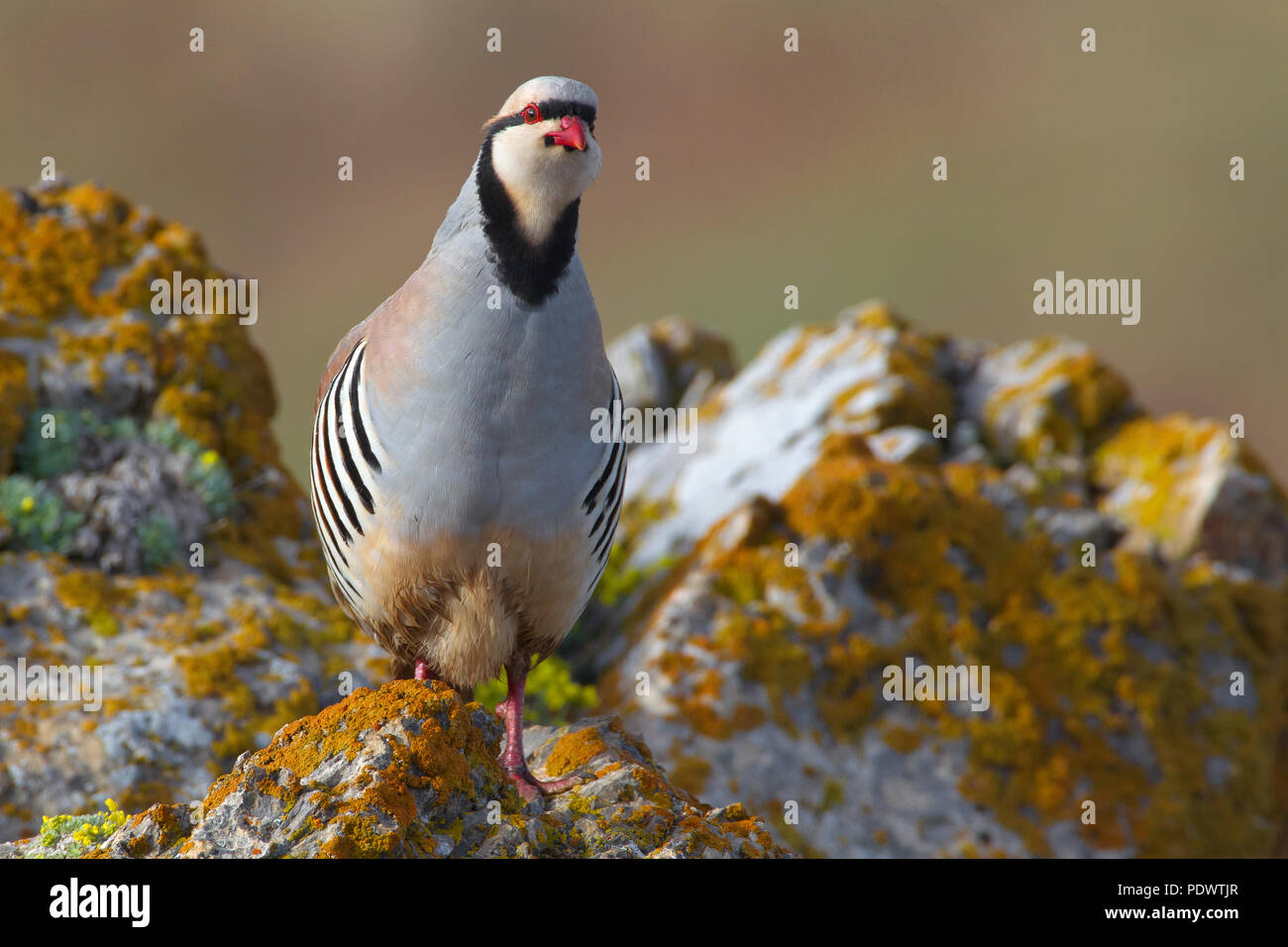 Partridge in breeding habitat hi-res stock photography and images - Alamy