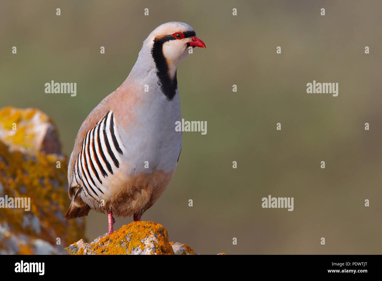 Chukar Stock Photos & Chukar Stock Images - Alamy