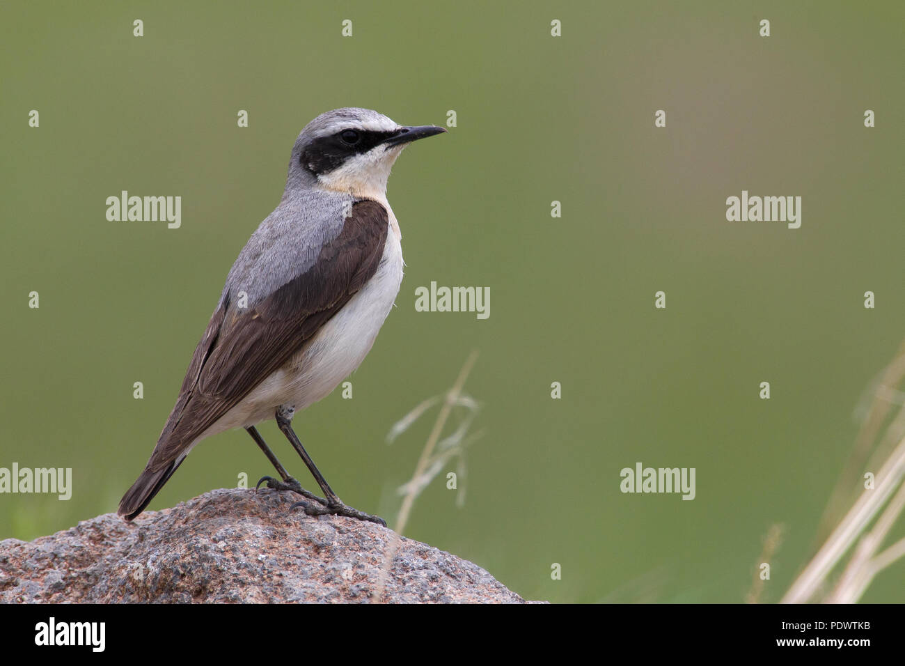 Northern Wheatear in breeding habitat Stock Photo - Alamy