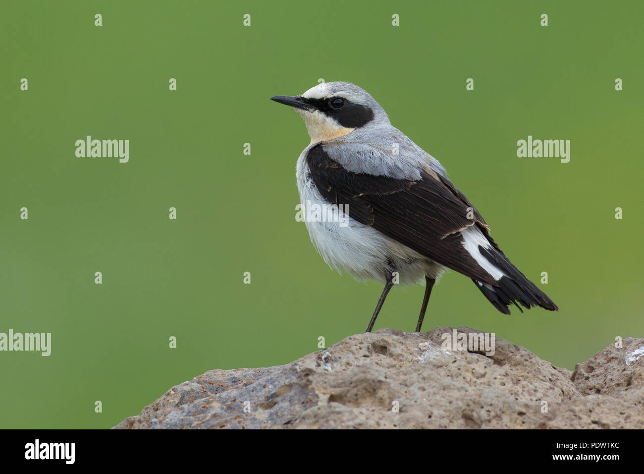 Northern wheatear hi-res stock photography and images - Alamy