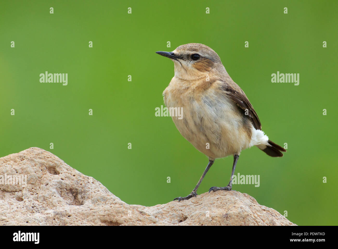 Northern Wheatear in breeding habitat Stock Photo - Alamy
