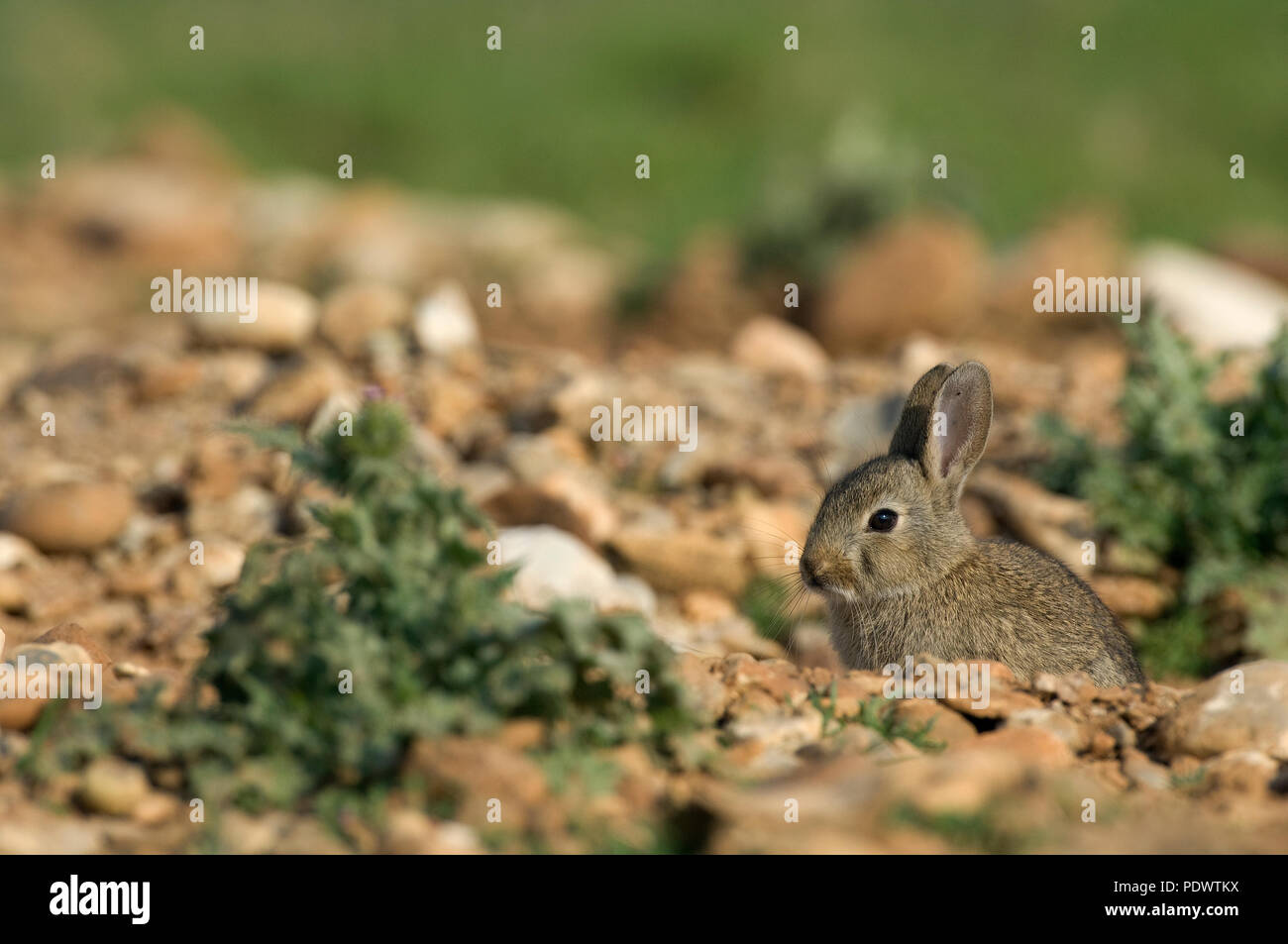 European rabbit - young - Oryctolagus cuninculus Lapin de garenne ...