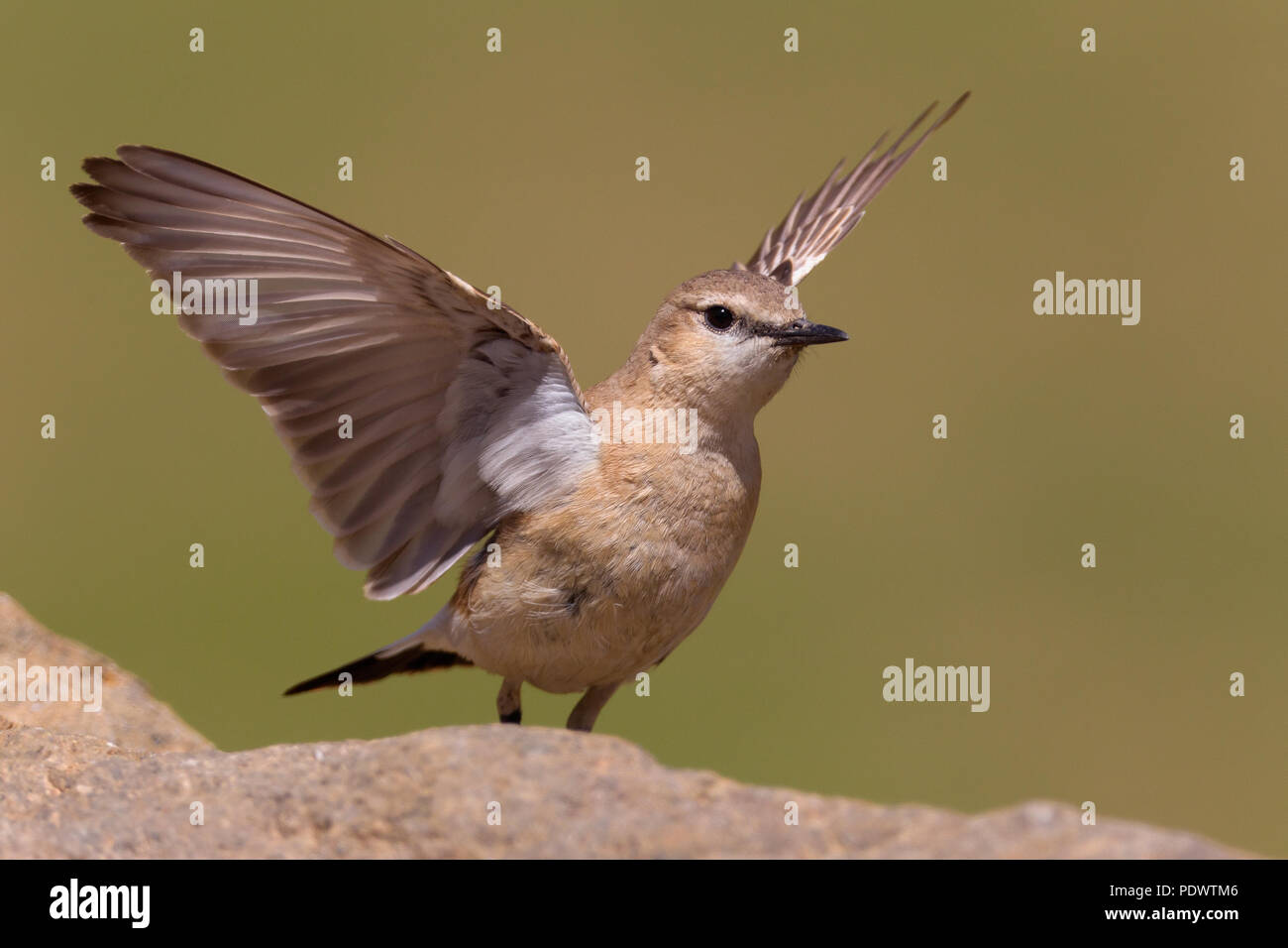 Isabelline Wheatear in breeding habitat with wings spread Stock Photo ...