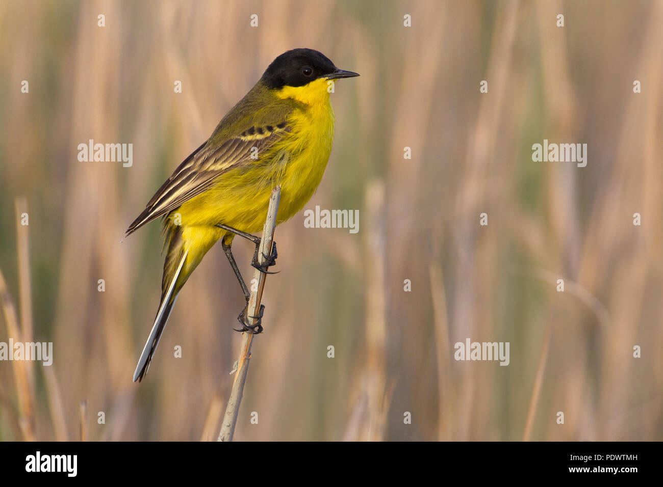 Yellow wagtail hi-res stock photography and images - Alamy