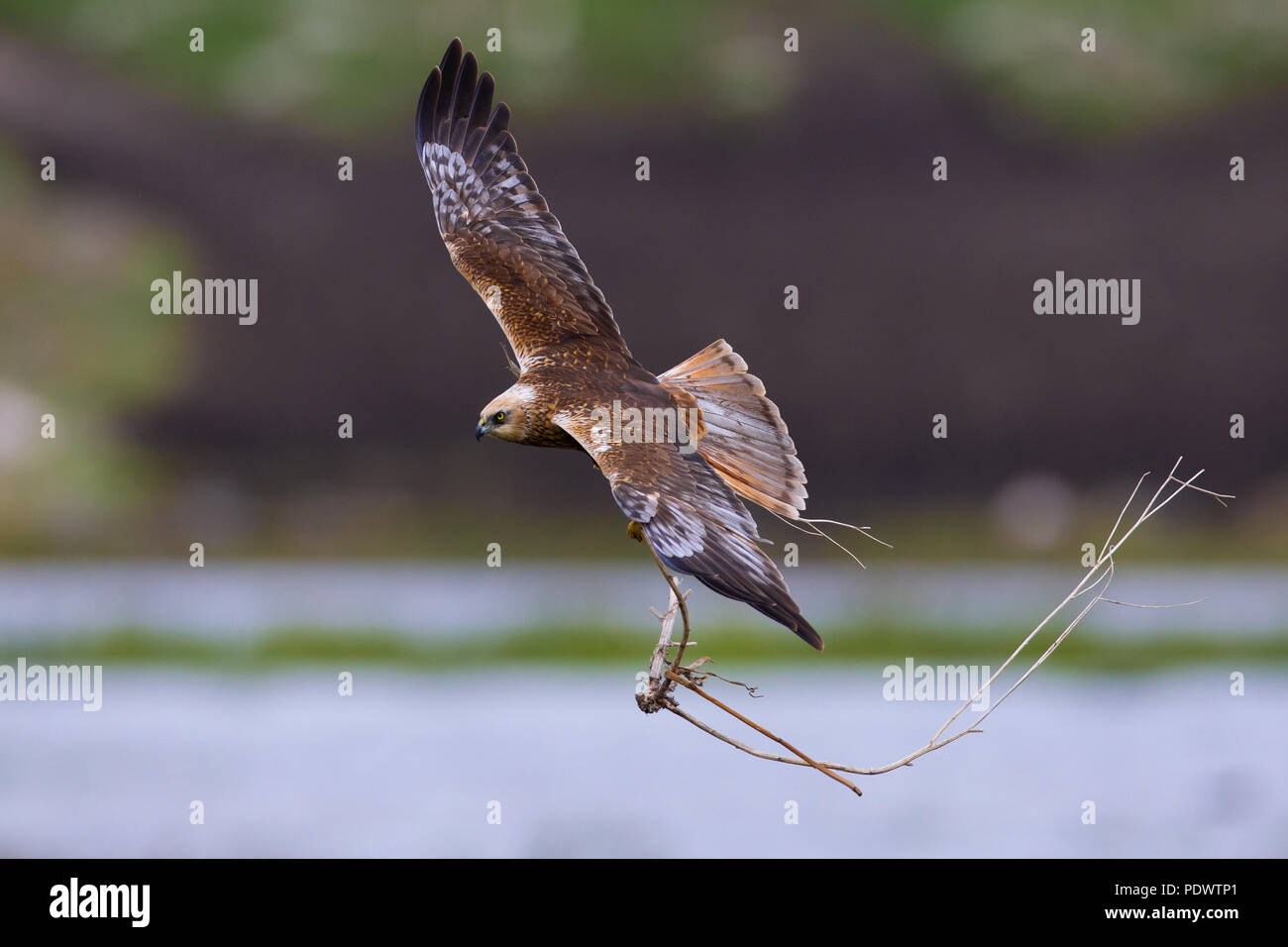 Marsh Harrier in breeding habitat flying with nesting material Stock ...