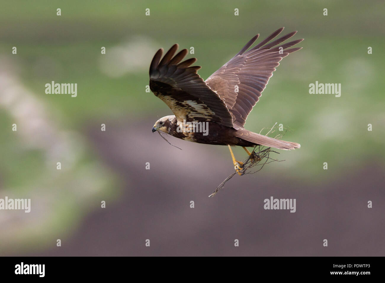 Marsh Harrier in breeding habitat flying with nesting material Stock ...