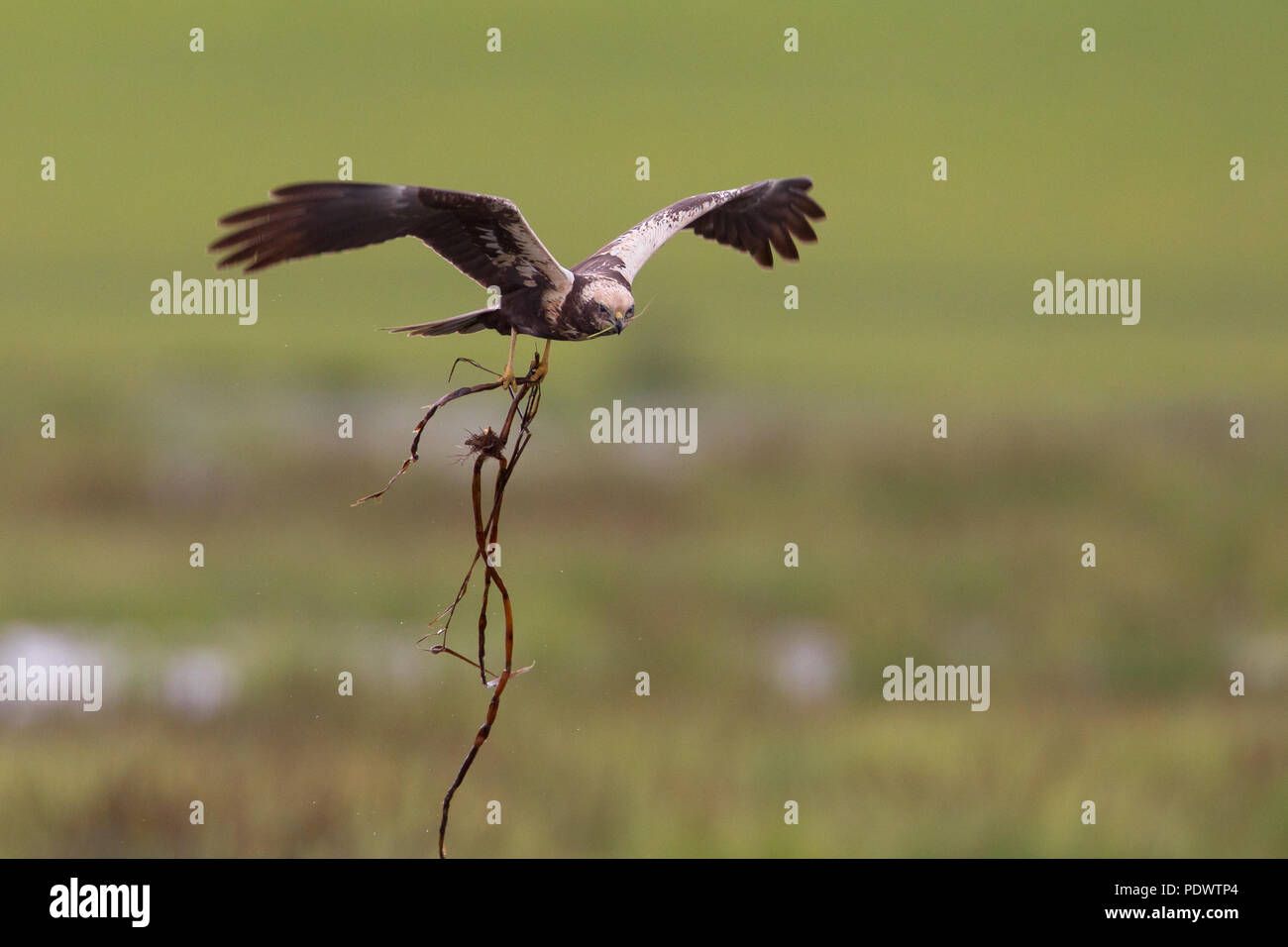 Marsh Harrier in breeding habitat flying with nesting material Stock ...