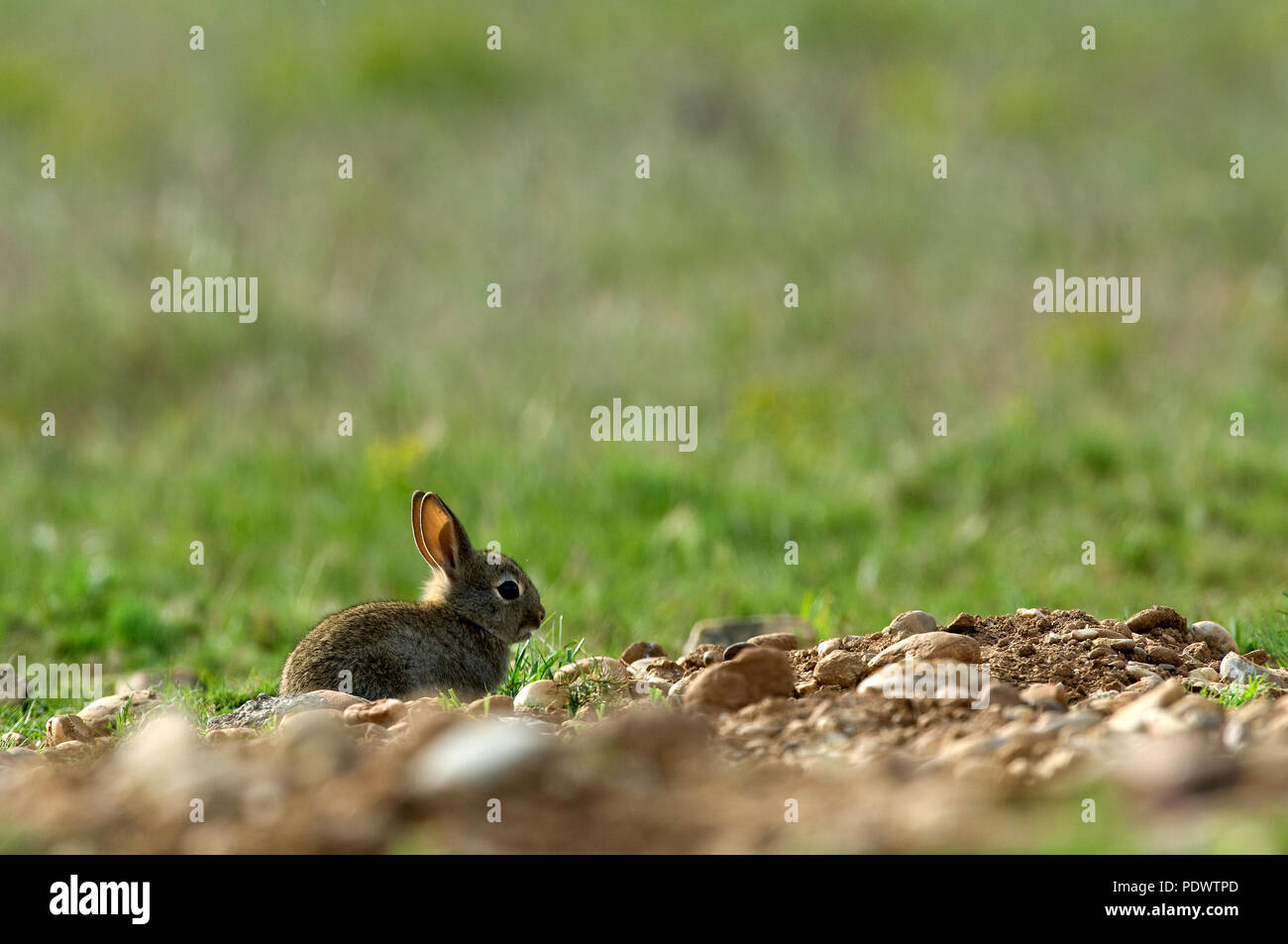 European rabbit - young - Oryctolagus cuninculus Lapin de garenne ...