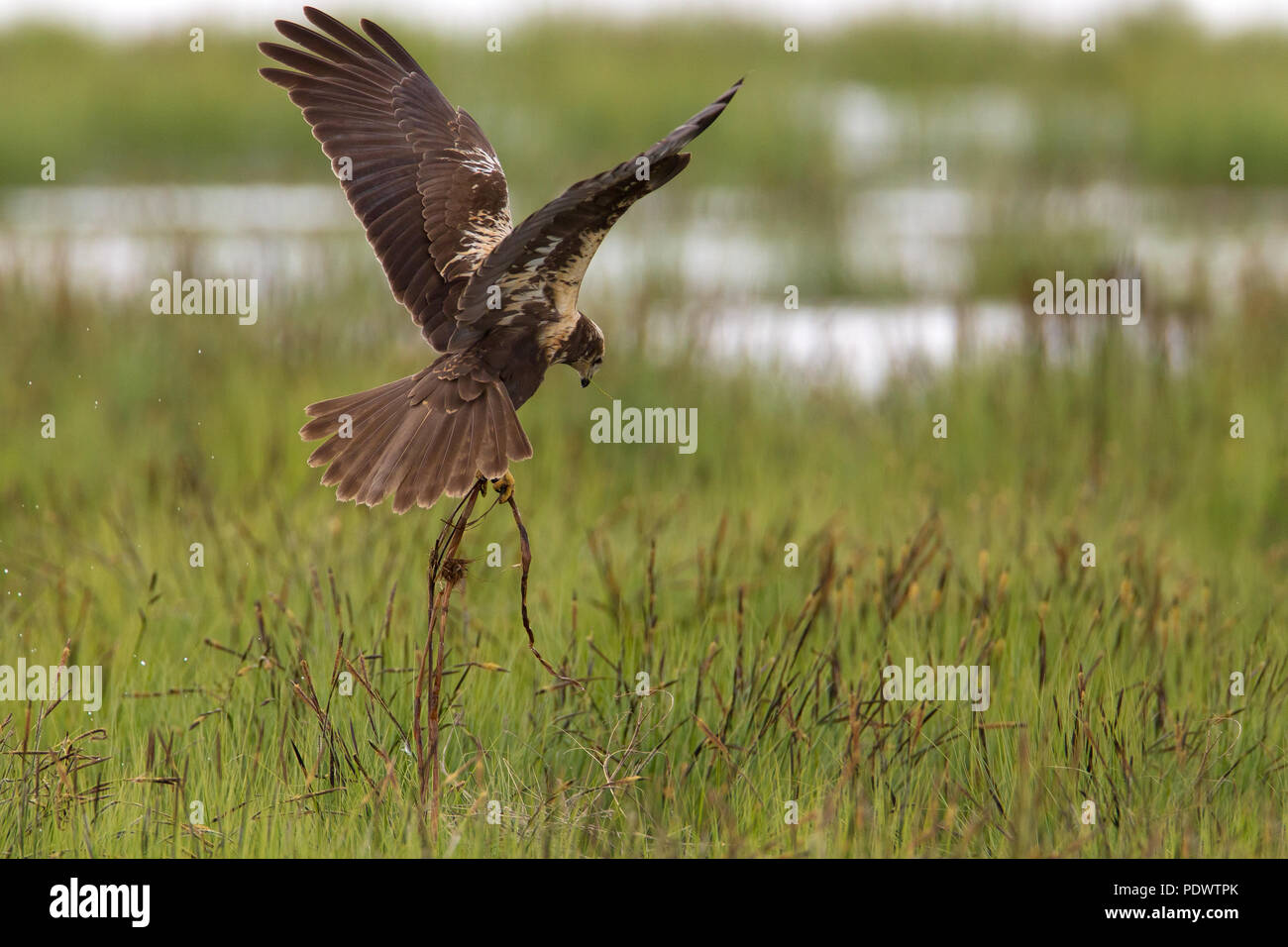 Marsh Harrier in breeding habitat flying with nesting material Stock ...