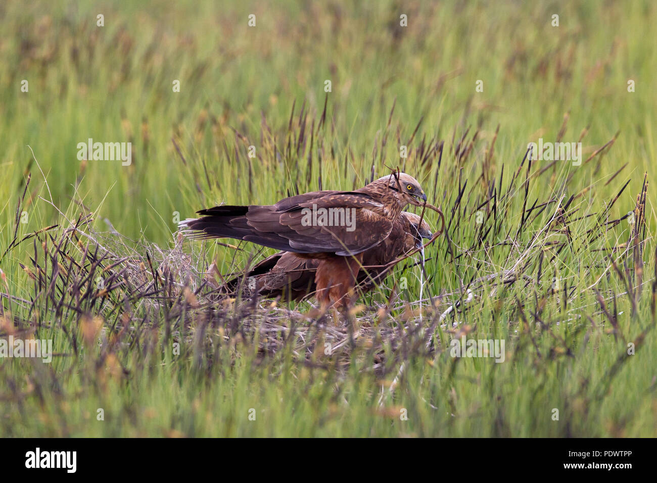 Marsh Harrier in breeding habitat Stock Photo - Alamy