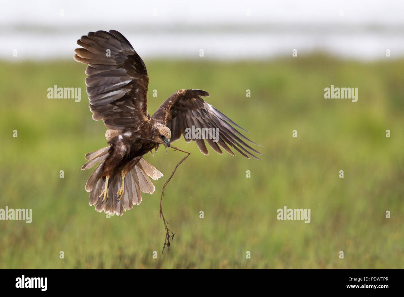 Marsh Harrier in breeding habitat Stock Photo - Alamy