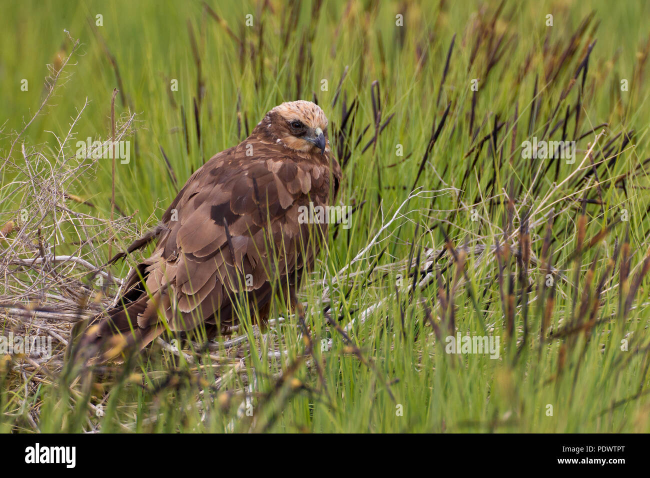 Marsh Harrier in breeding habitat Stock Photo - Alamy