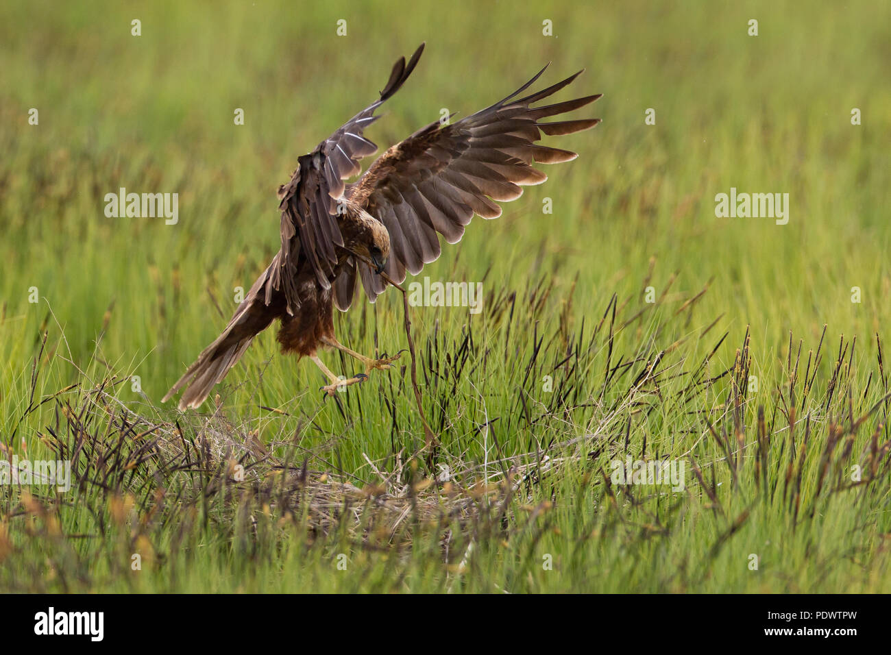 Marsh Harrier in breeding habitat Stock Photo - Alamy