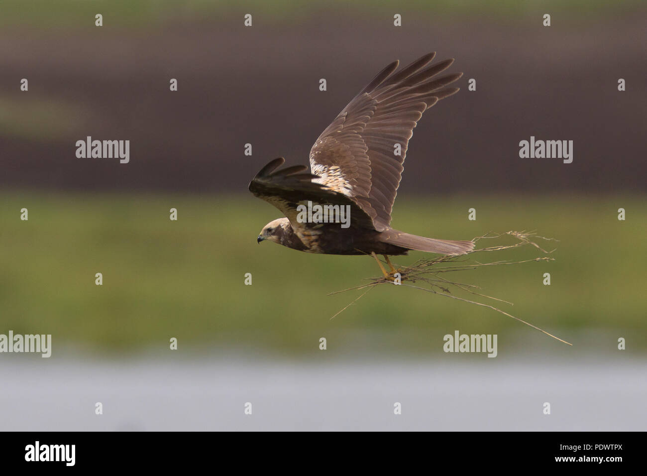Marsh Harrier in breeding habitat Stock Photo - Alamy