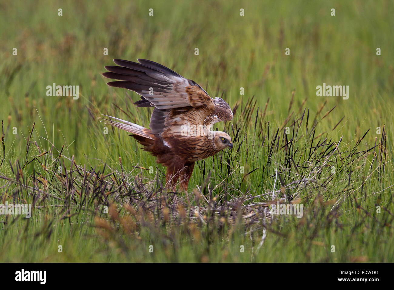 Marsh Harrier in breeding habitat Stock Photo - Alamy
