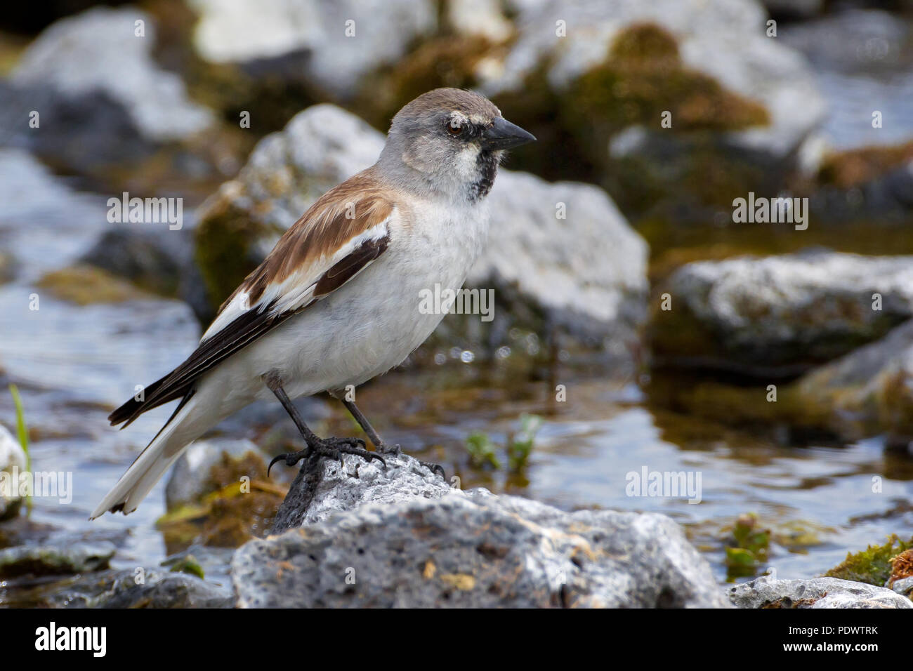 Snowfinch in breeding habitat Stock Photo - Alamy