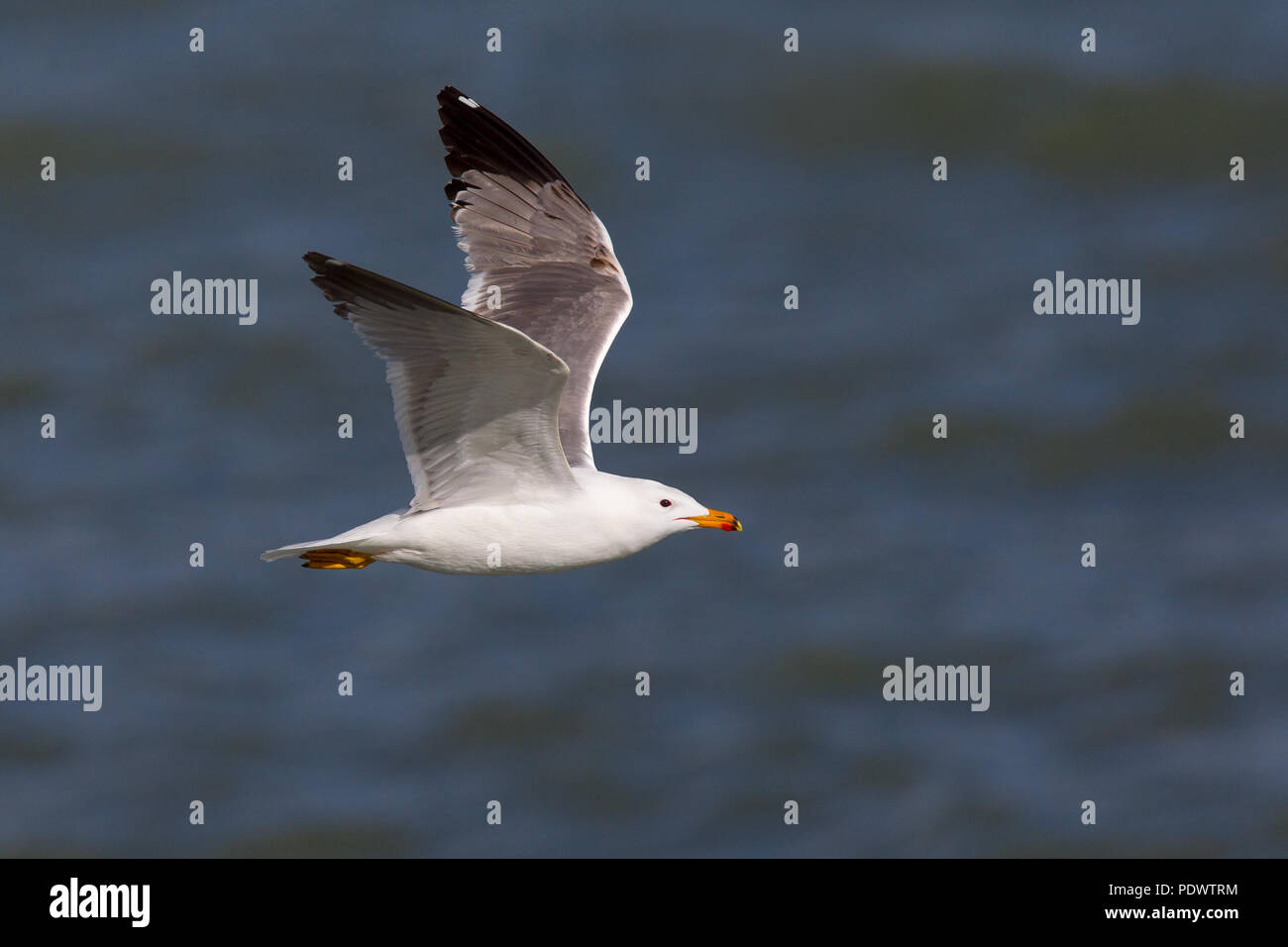 Larus armenicus hi-res stock photography and images - Alamy