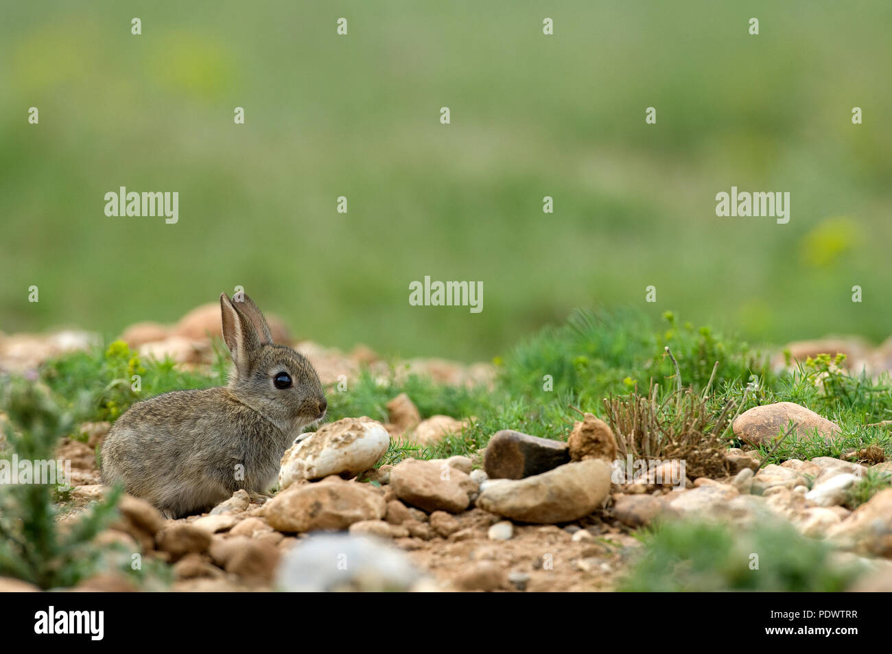 European rabbit - young - Oryctolagus cuninculus Lapin de garenne ...