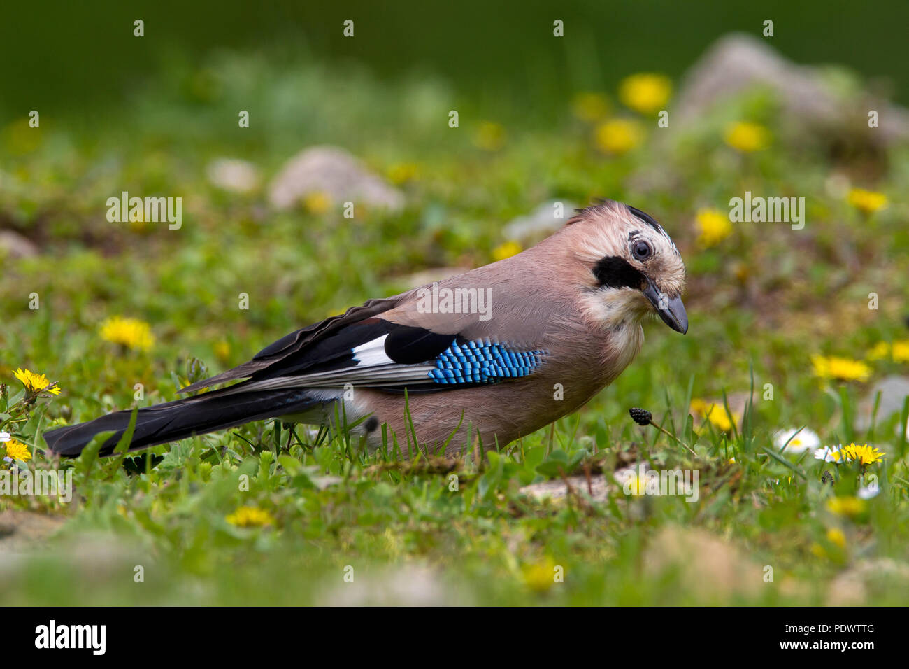 Adult eastern subspecies of Jay on the ground Stock Photo - Alamy