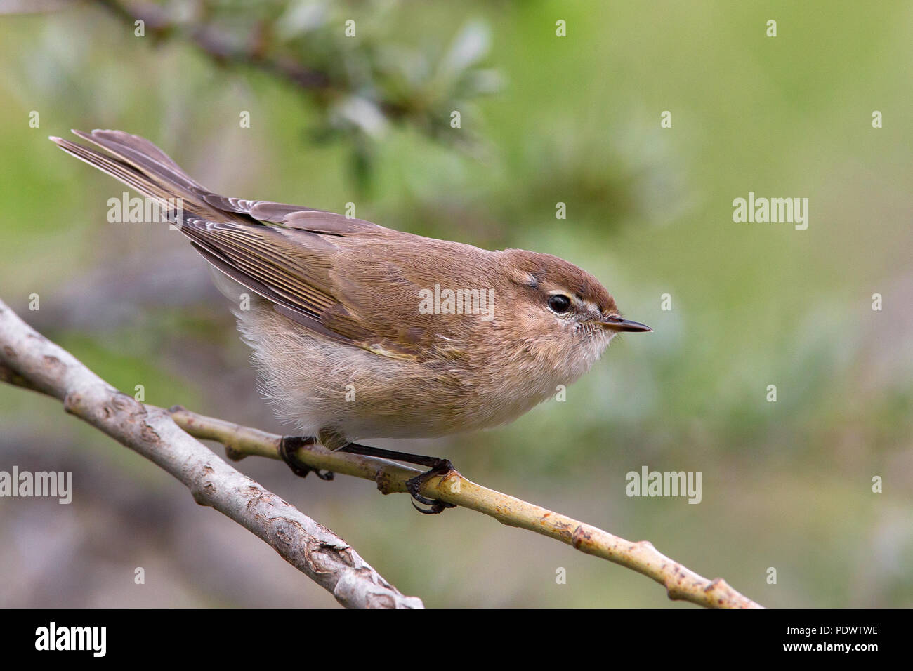 Mountain Chiffchaff