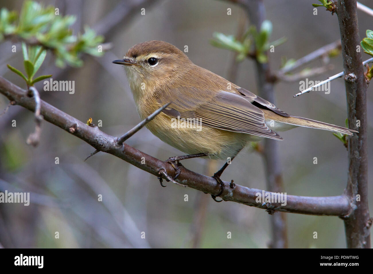 Mountain Chiffchaff