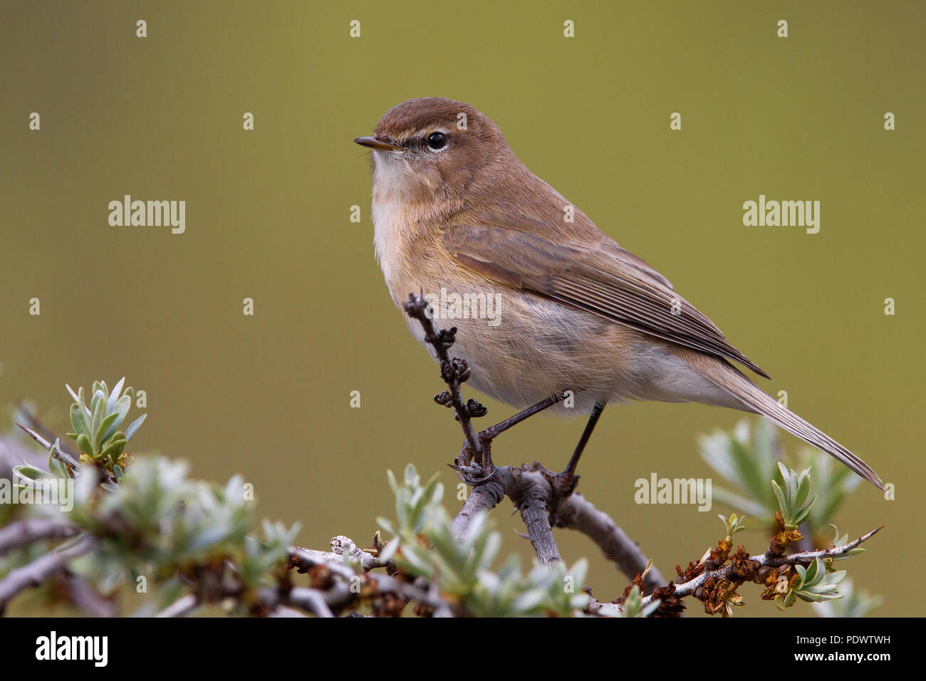 Mountain Chiffchaff