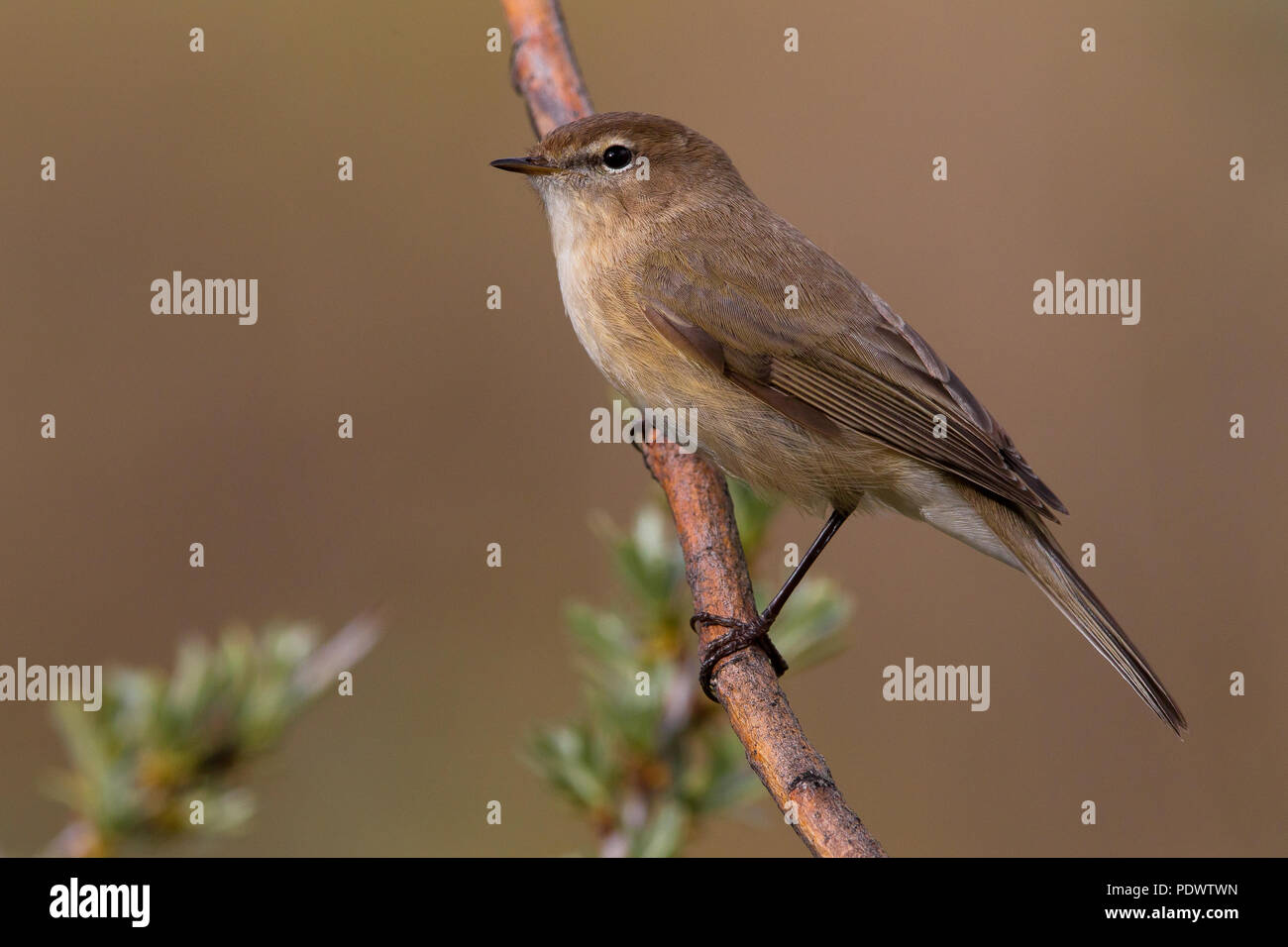 Mountain Chiffchaff
