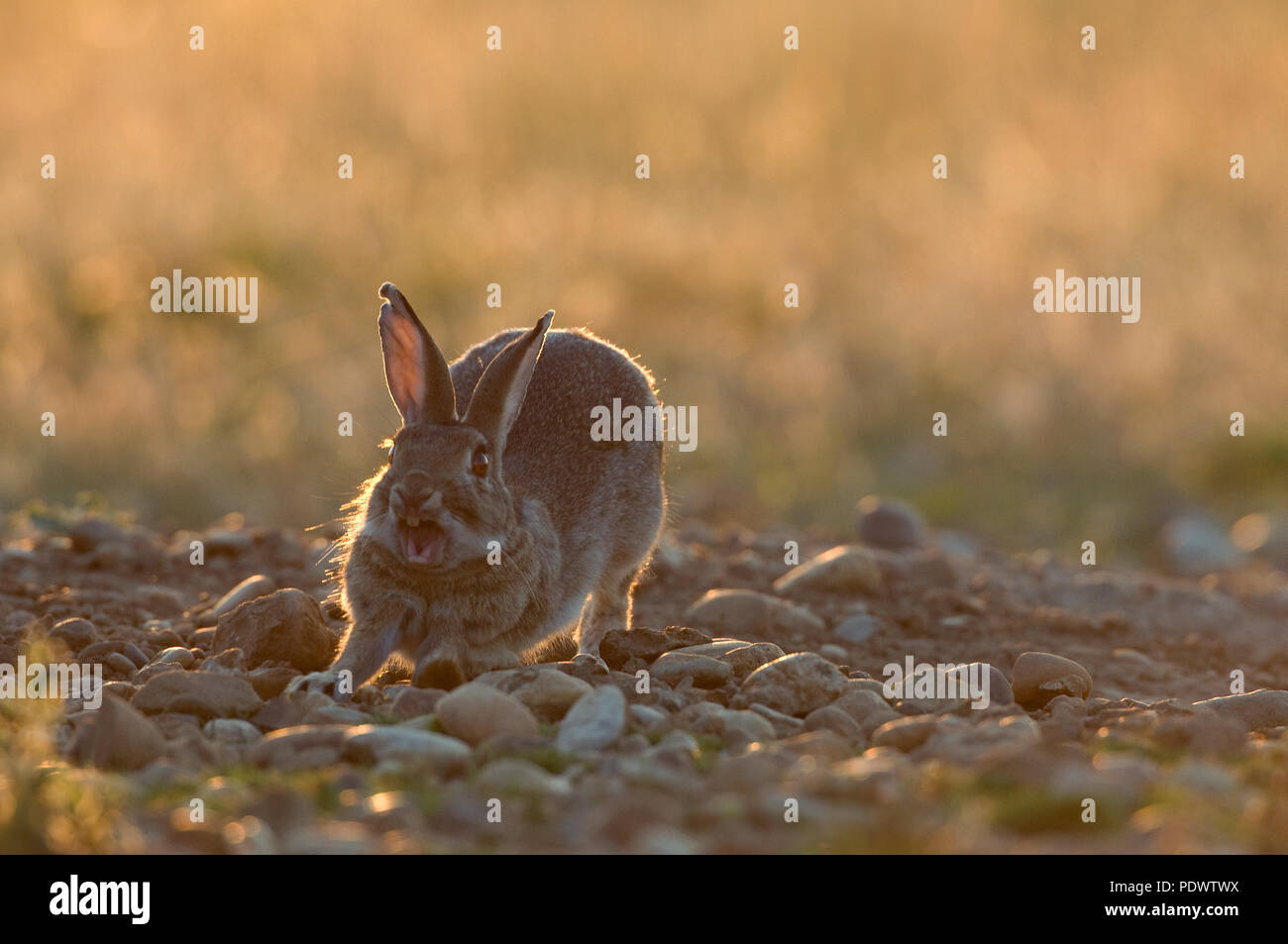 Yawning rabbit hi-res stock photography and images - Alamy