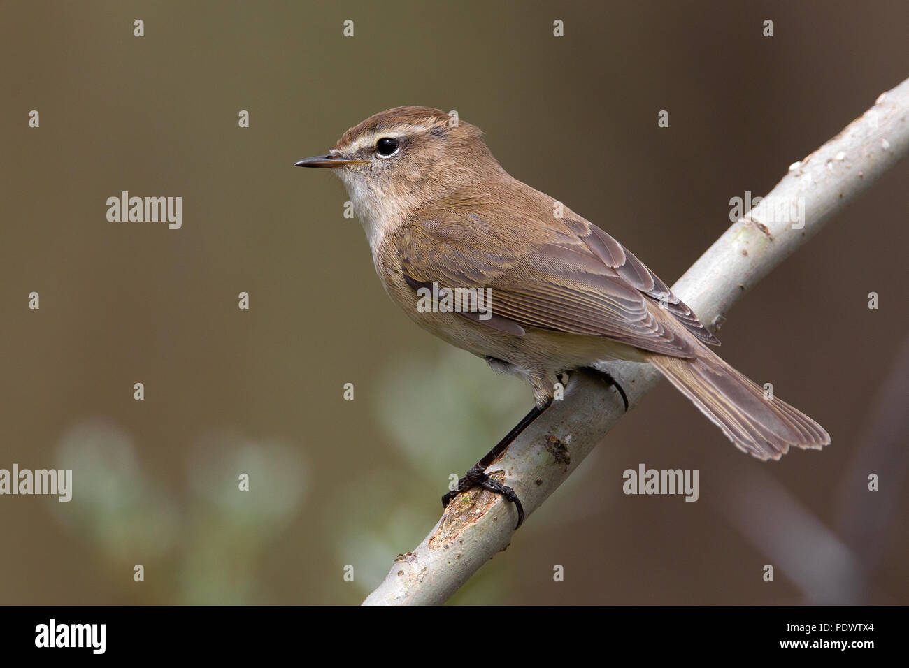 Mountain Chiffchaff