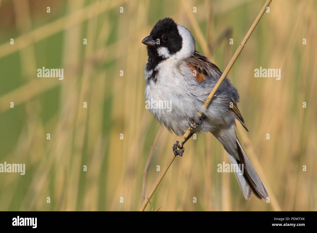 Male Reed Bunting in breeding habitat Stock Photo - Alamy