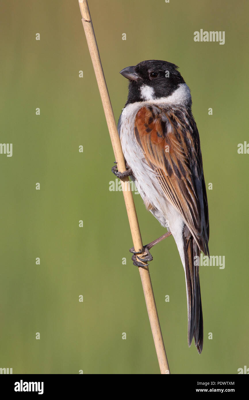 Male Reed Bunting in breeding habitat Stock Photo - Alamy