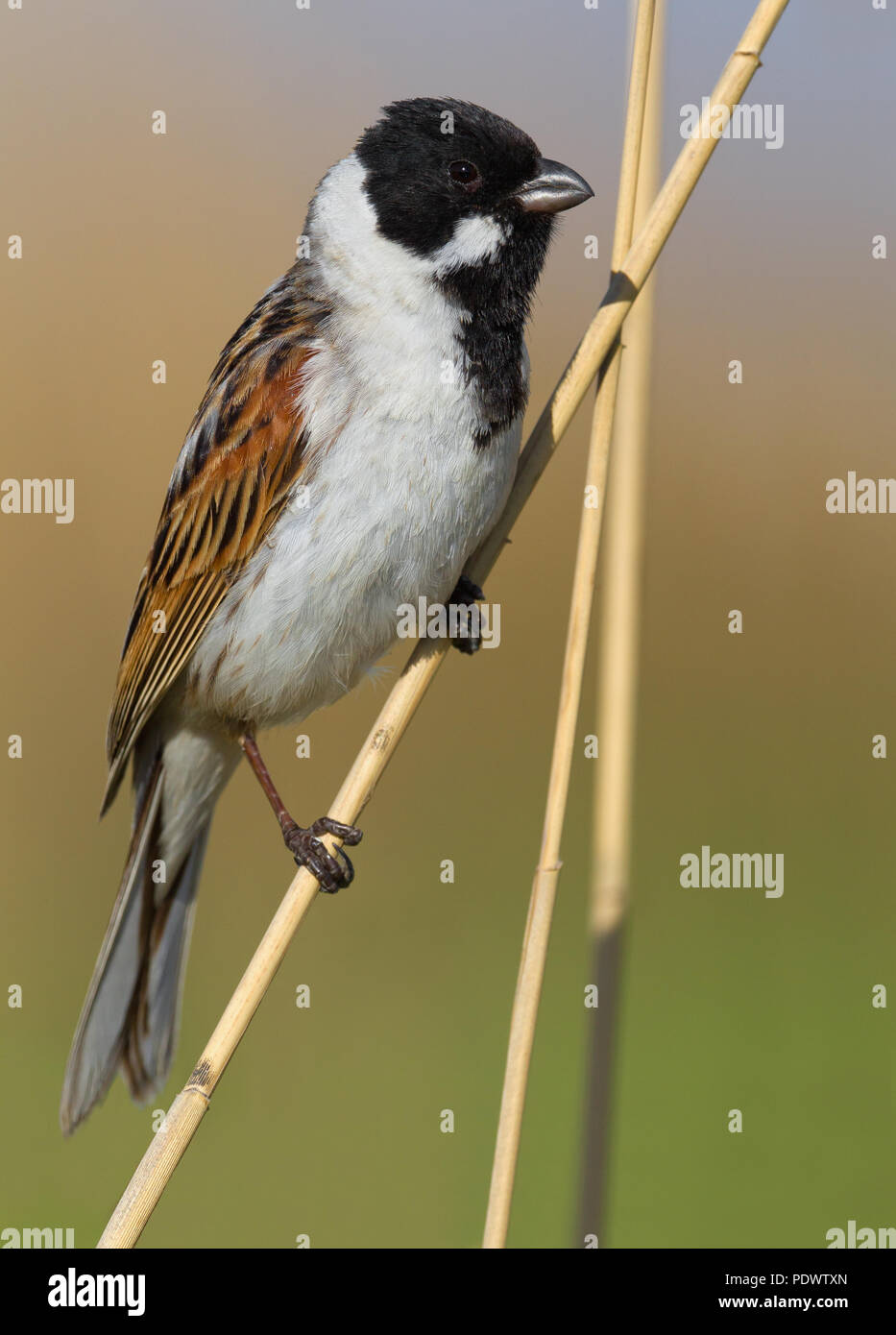 Male Reed Bunting in breeding habitat Stock Photo - Alamy