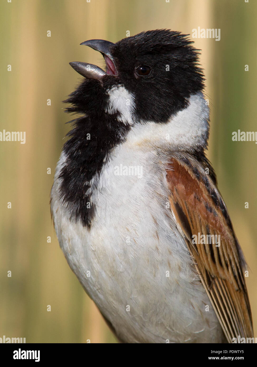 Male Reed Bunting in breeding habitat Stock Photo - Alamy