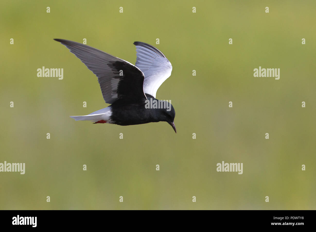 Flying White-winged Tern Stock Photo - Alamy