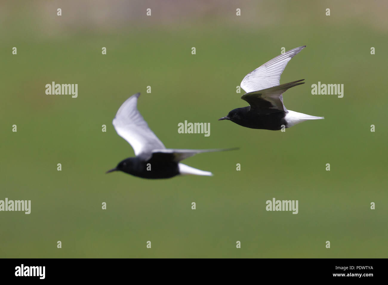 Flying White-winged Tern Stock Photo - Alamy