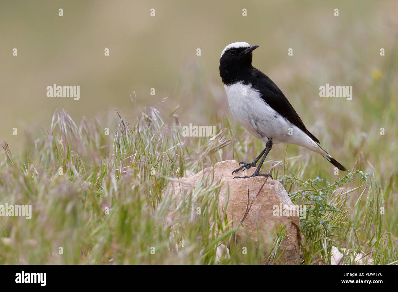 Male Finsch's Wheatear in breeding habitat Stock Photo - Alamy