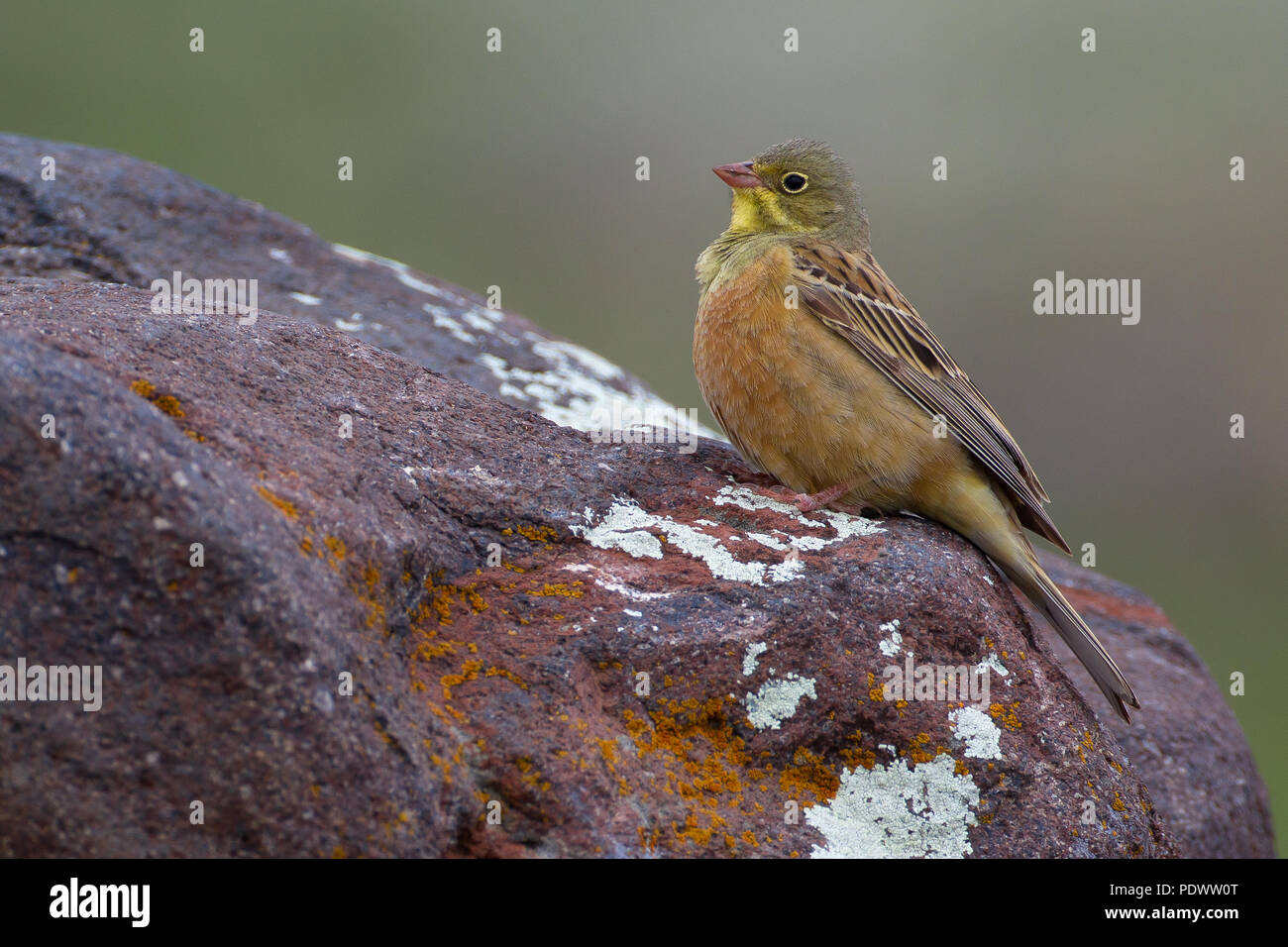 Colourful passerine bird hi-res stock photography and images - Alamy
