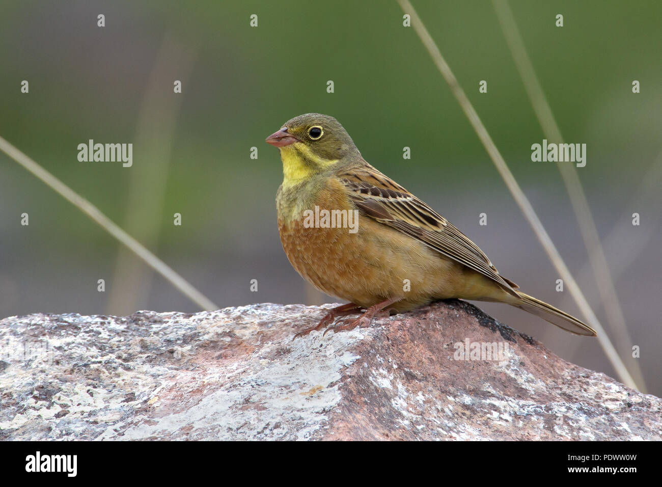 Male Ortolan Bunting in breeding habitat Stock Photo - Alamy