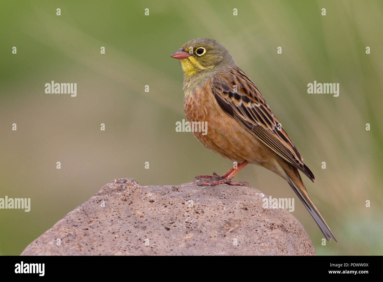 Male Ortolan Bunting in breeding habitat Stock Photo - Alamy