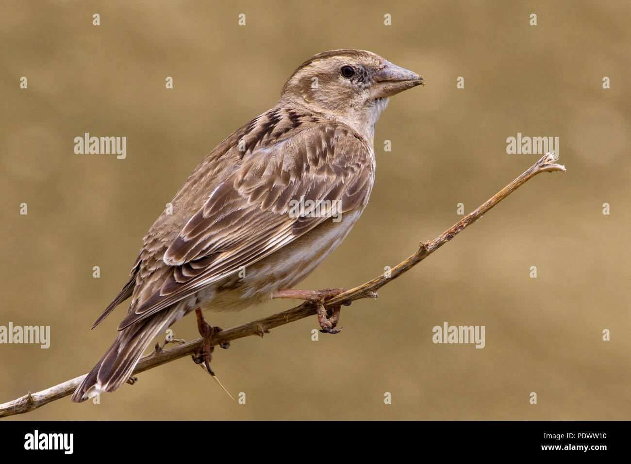 Rock Sparrow on twig Stock Photo - Alamy