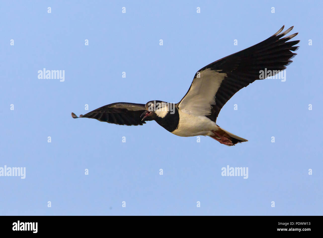 Northern lapwing peewit hi-res stock photography and images - Alamy