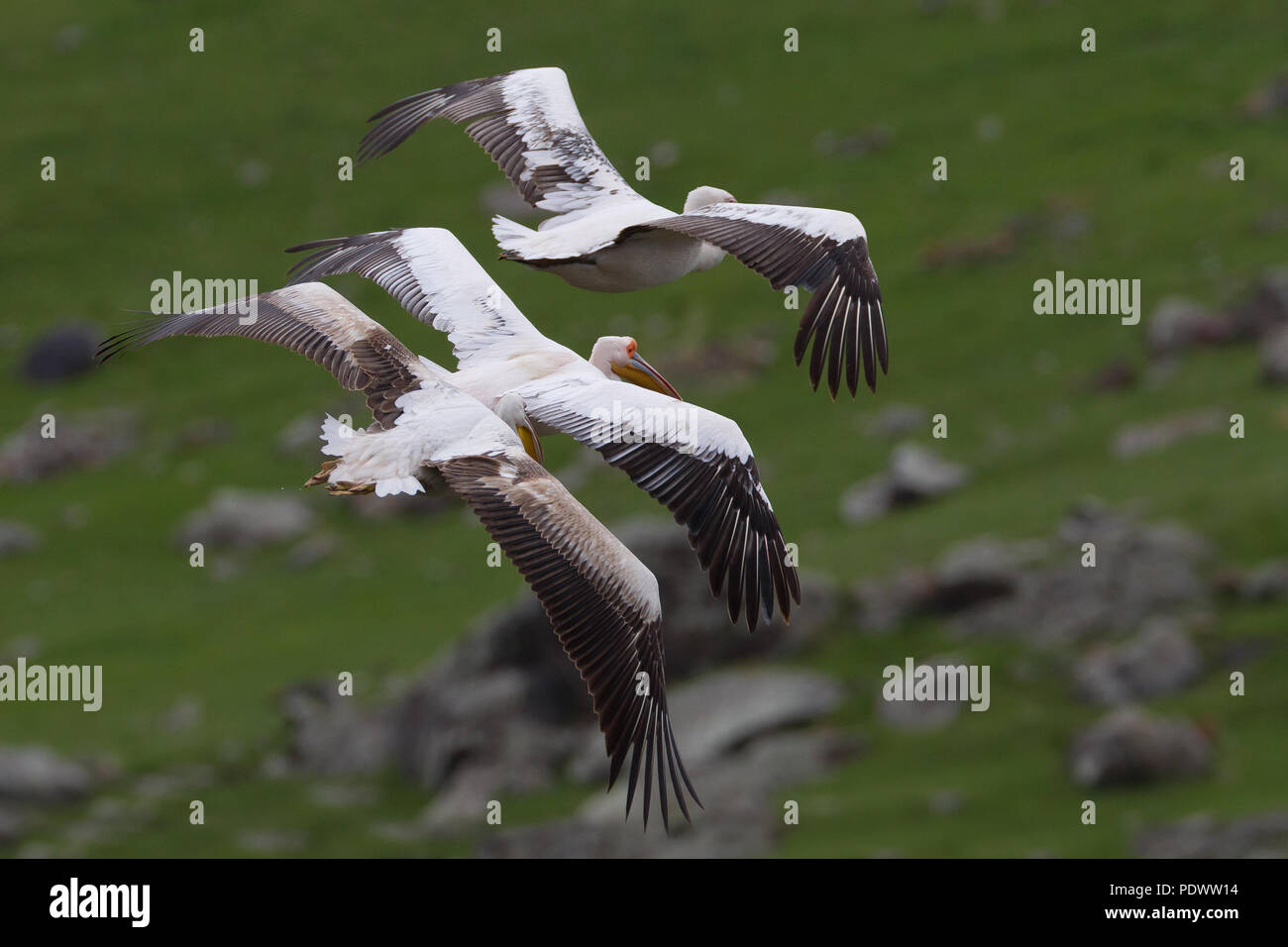 Three flying fish hi-res stock photography and images - Alamy